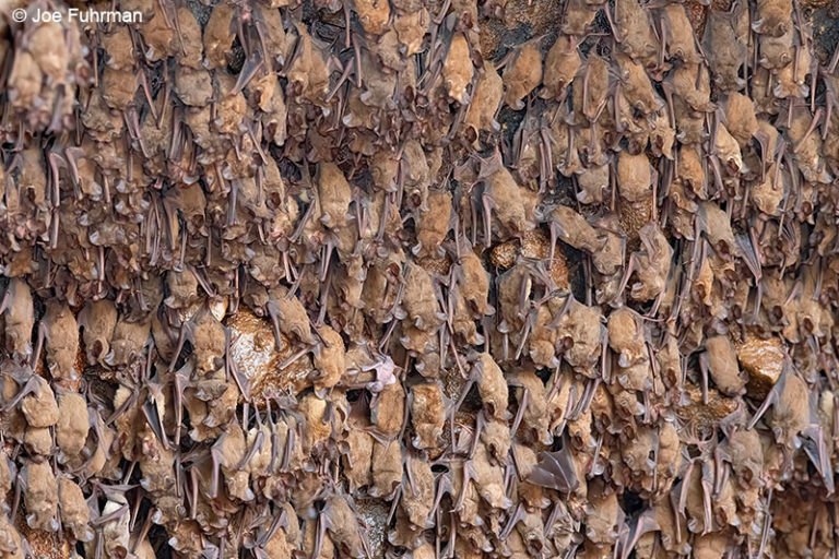 Mexican Free-tailed Bat – Joe Fuhrman Photography