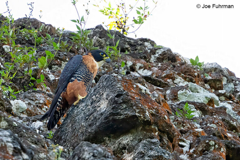Orange-breasted Falcon – Joe Fuhrman Photography